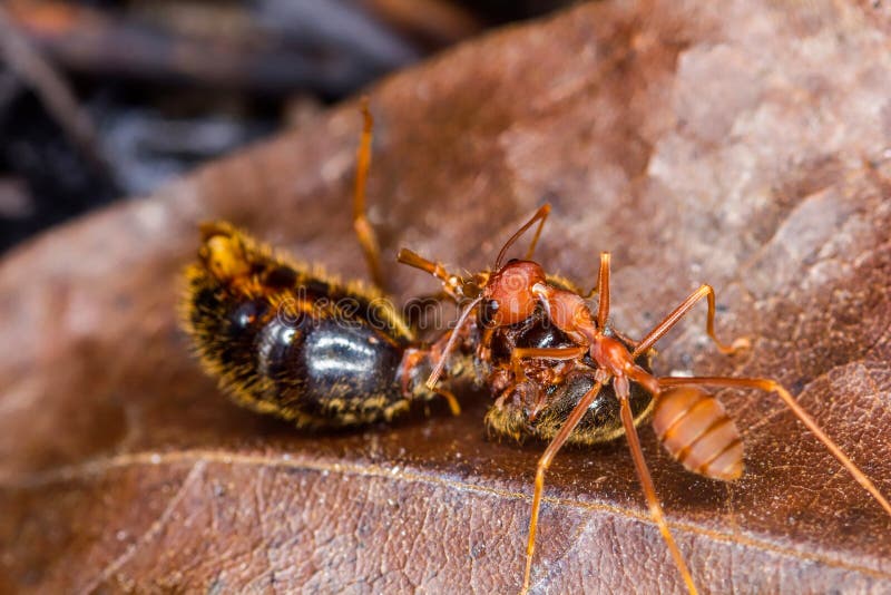Rode Maaimachinemier (barbatus Pogonomyrmex) Stock Foto - Image of ...