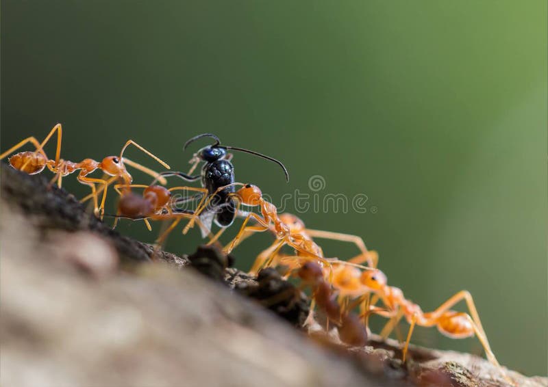 Rode mier stock foto. Image of thailand, rood, mier, boom - 62134388