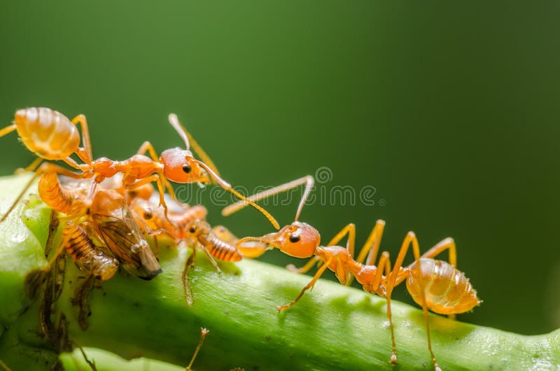 Rode Mier En Bladluis Op Het Blad Stock Foto - Image of tuin, zwart ...