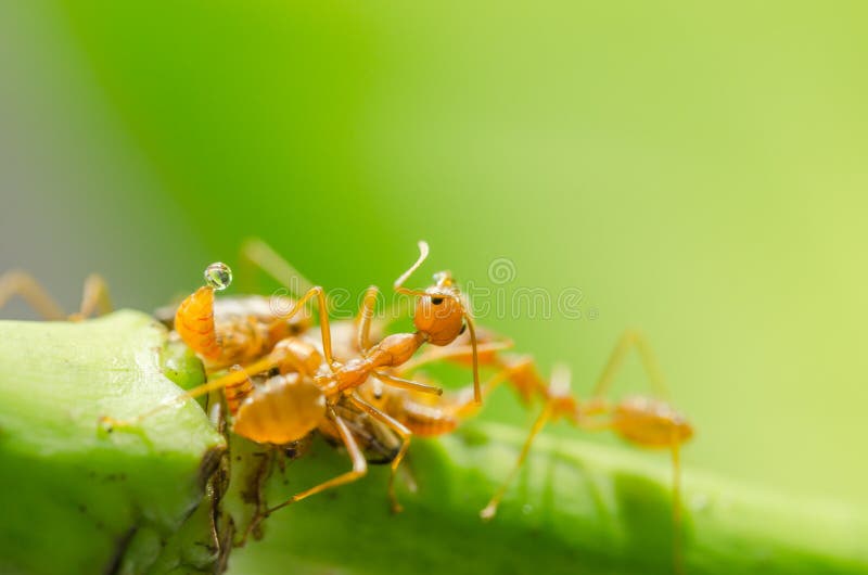 Rode Mier En Bladluis Op Het Blad Stock Foto - Image of tuin, blad ...