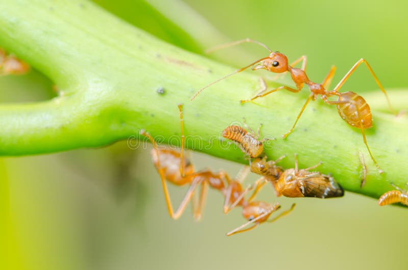 Rode Mier En Bladluis Op Het Blad Stock Foto - Image of tuin, blad ...