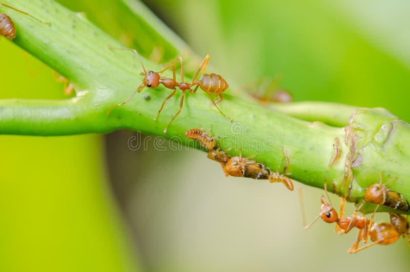 Rode Mier En Bladluis Op Het Blad Stock Afbeelding - Image of insect ...