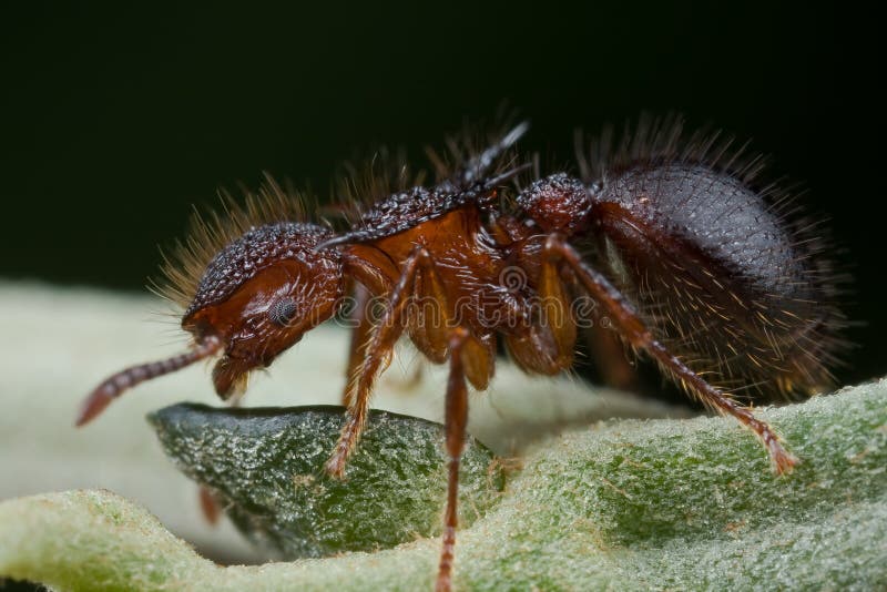 Rode mier op blad stock afbeelding. Image of installatie - 13450071
