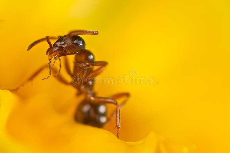 Rode Mier Op Een Gele Bloem Stock Afbeelding - Image of zwart, groot ...