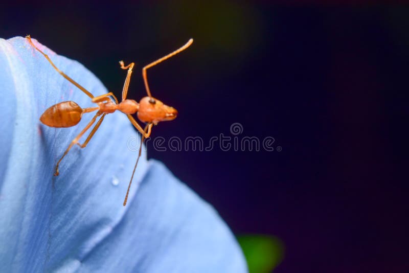 Rode mieren stock afbeelding. Image of zijn, schepsel - 102921623