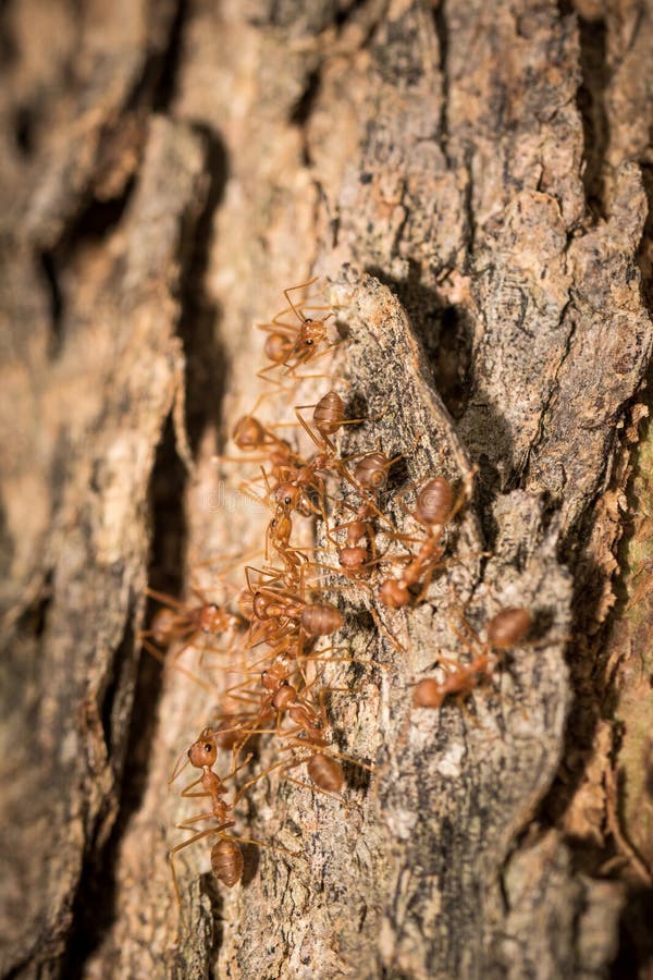 Rode mieren stock foto. Image of ecologie, nave, rood - 147397330