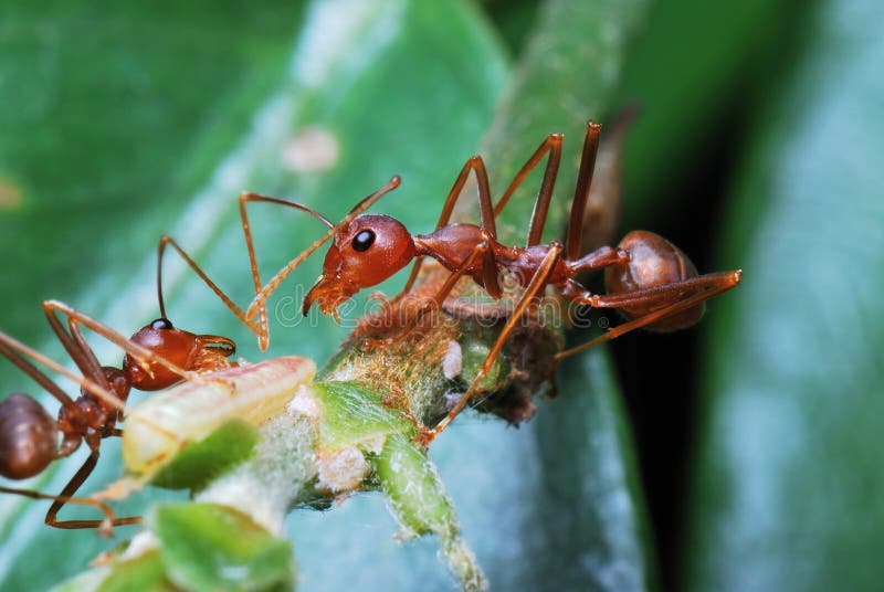 Rode Mieren stock afbeelding. Image of insect, bloed - 13652197