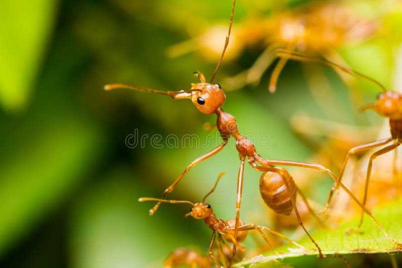 Het rode leger van Mieren stock foto. Image of kleur - 28391500