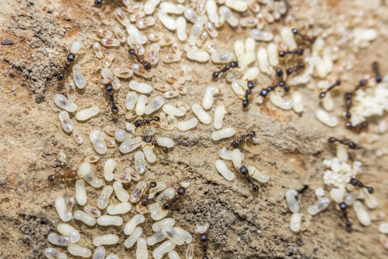 De Mieren Van Het Mierennest Met Eieren Stock Afbeelding - Afbeelding ...