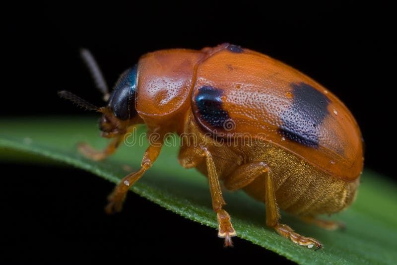 Rode mollige kever stock foto. Image of openlucht, kever - 13450314