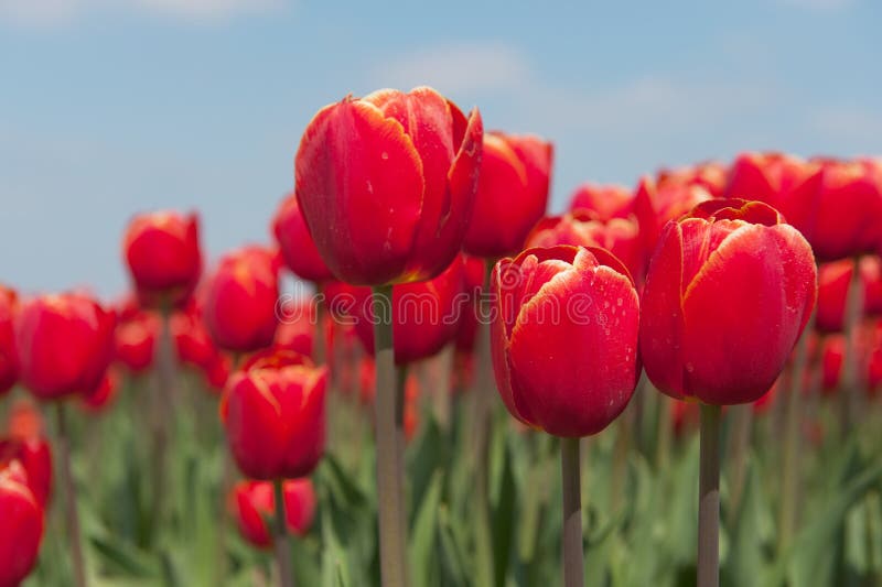 Rode Nederlandse tulpen stock foto. Image of nederland - 12304254