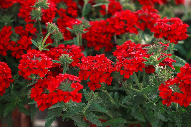 Rode geraniumbloem stock afbeelding. Image of tweejarig - 30794093