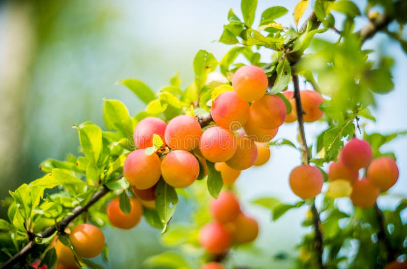 De boom van de pruim stock afbeelding. Image of nave - 67737727
