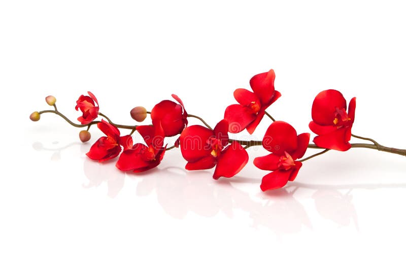 Rode orchidee stock afbeelding. Image of bloem, mooi - 13370087