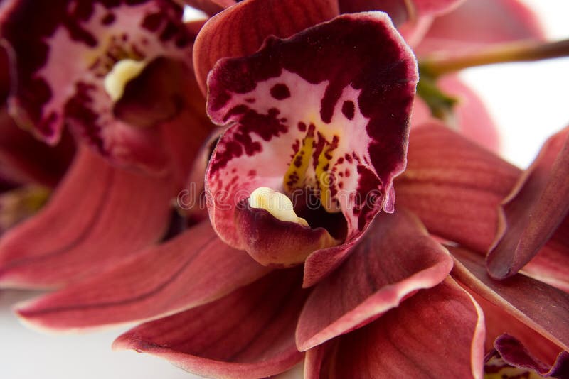 Rode orchidee in close-up stock afbeelding. Image of lente - 11809133