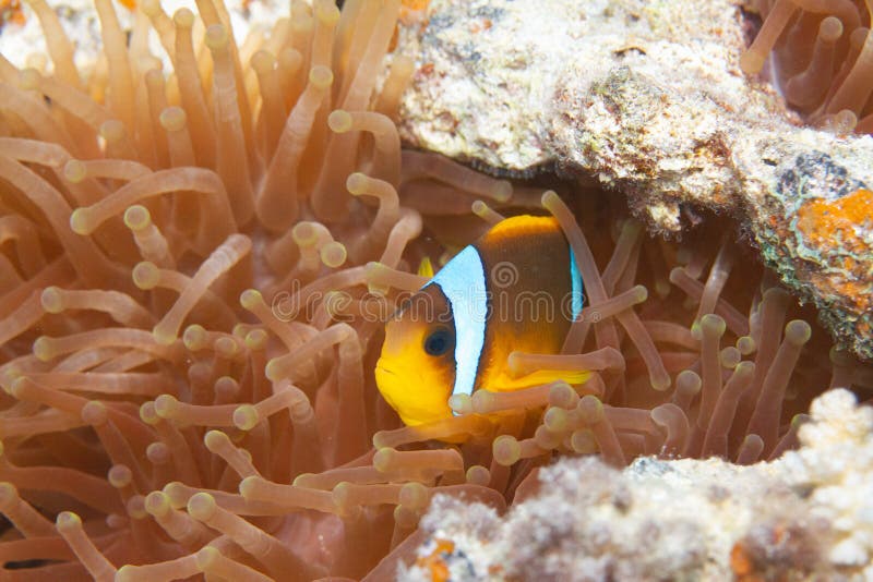 Rode Overzees Anemonefish in Bel-Uiteinde Anemoon Stock Afbeelding ...