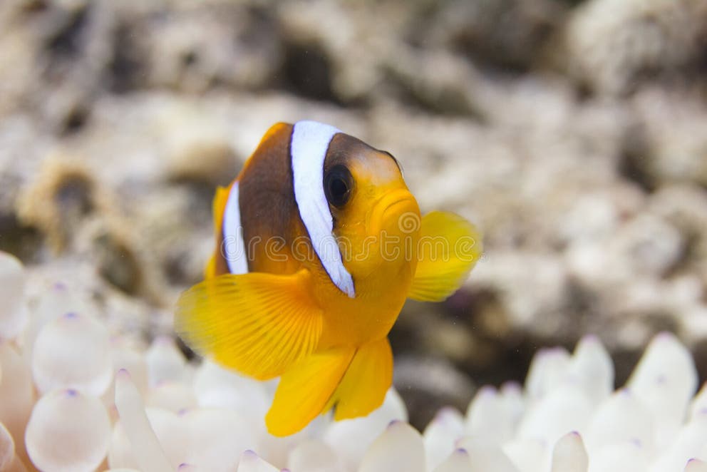 Rode Overzees Anemonefish in Bel-Uiteinde Anemoon Stock Foto - Image of ...