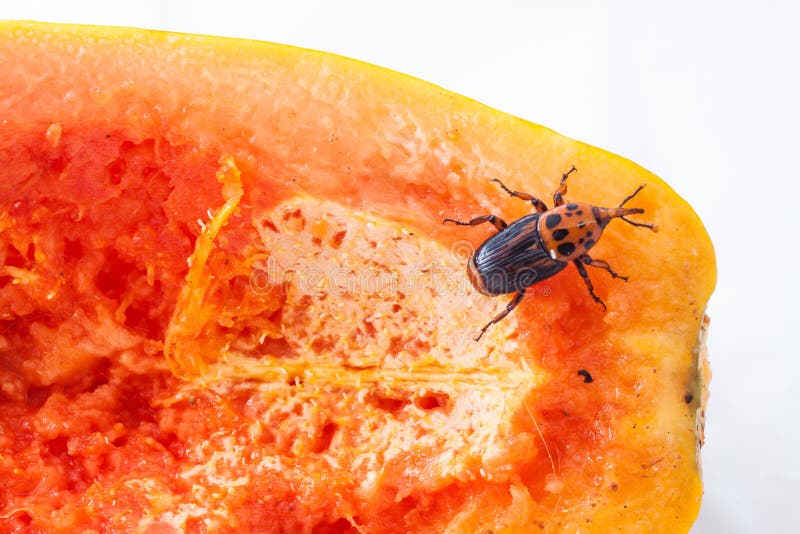 De Rode Rups Van De Palmgraanklander Stock Afbeelding - Image of boom ...