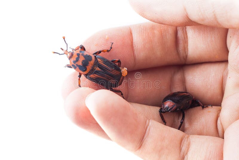 De Rode Rups Van De Palmgraanklander Stock Afbeelding - Image of boom ...