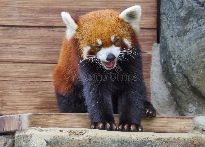 Rode panda stock afbeelding. Image of klauwen, staart - 104228173