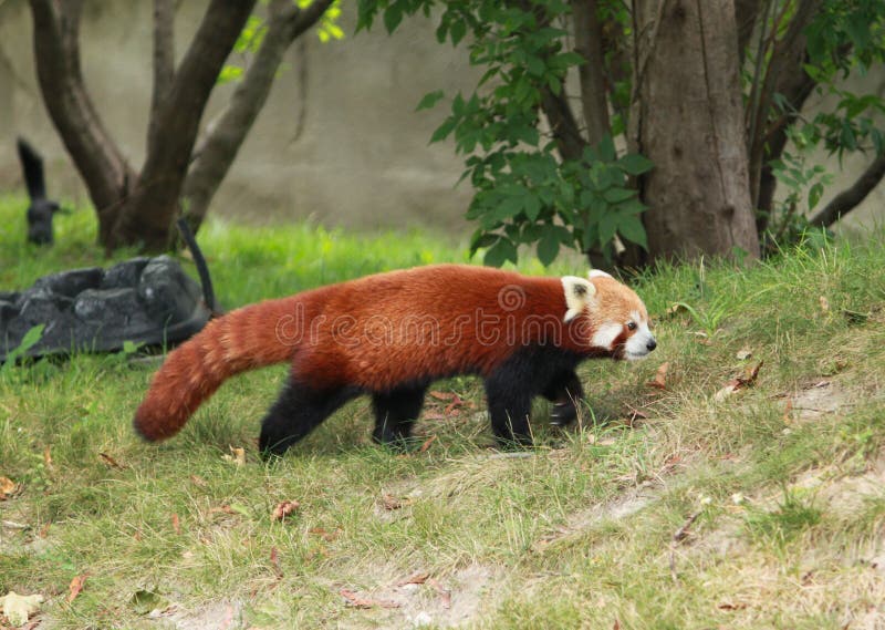 Chinese rode panda stock foto. Image of gezicht, minste - 14945068