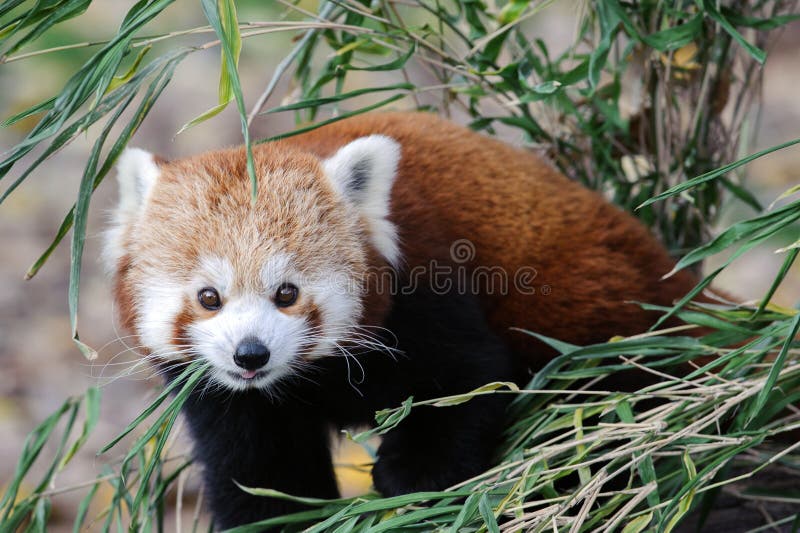 Mooi Gezicht Van Een Bruine Panda Stock Afbeelding - Image of ...