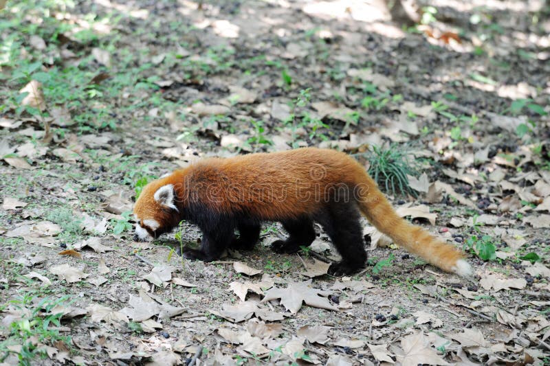 Rode Panda Met Groene Bladeren Stock Afbeelding - Image of gezicht ...