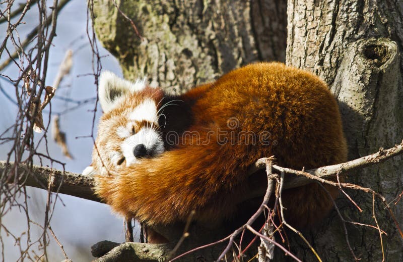 Slaap rode panda stock foto. Image of bruin, slaap, panda - 12171632