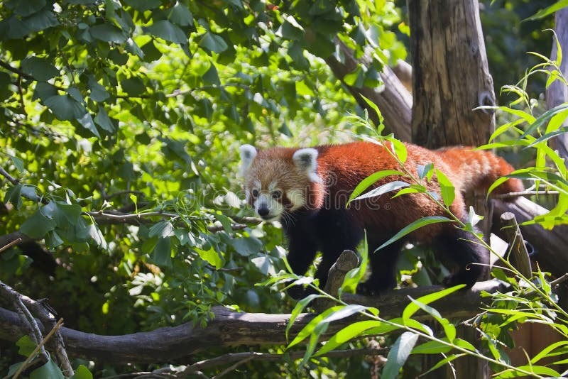 De Rode Panda Draagt in Boom Stock Afbeelding - Image of allesetend ...