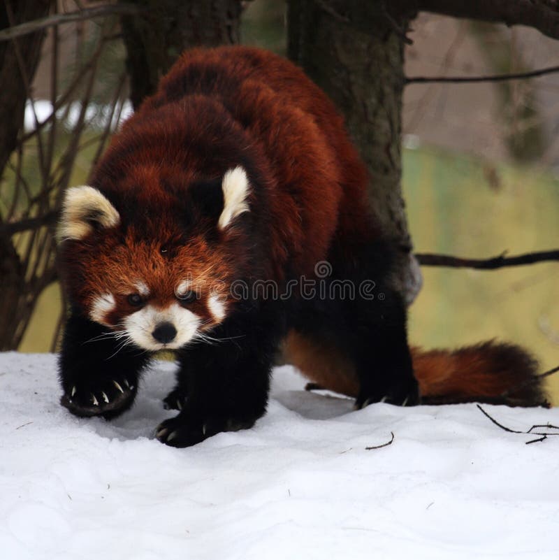 Rode panda stock foto. Image of leuk, panda, winter, sneeuw - 3911576