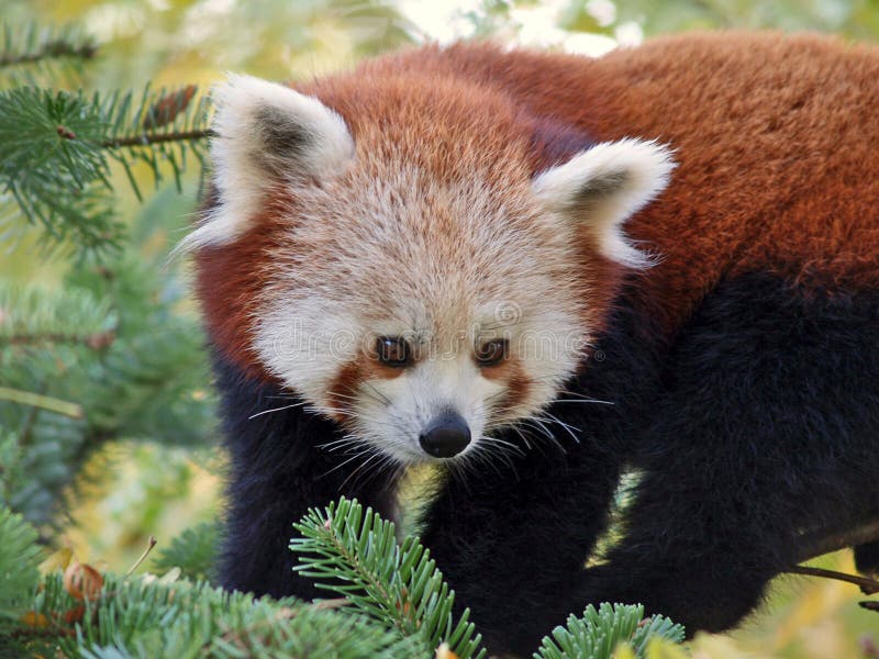 De Rode Panda Streek In Boom, Sichuan, Zuidelijk China Neer Stock Foto ...