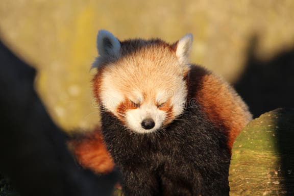 Rode panda stock afbeelding. Image of slang, safari, oren - 49142935