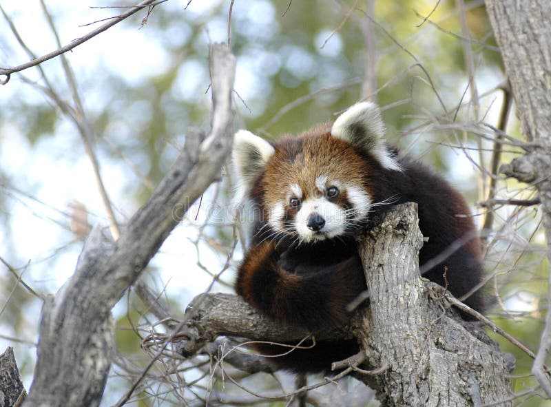 Rode Panda Kwetsbare Species Van Dieren Die Op De Takken Van De ...