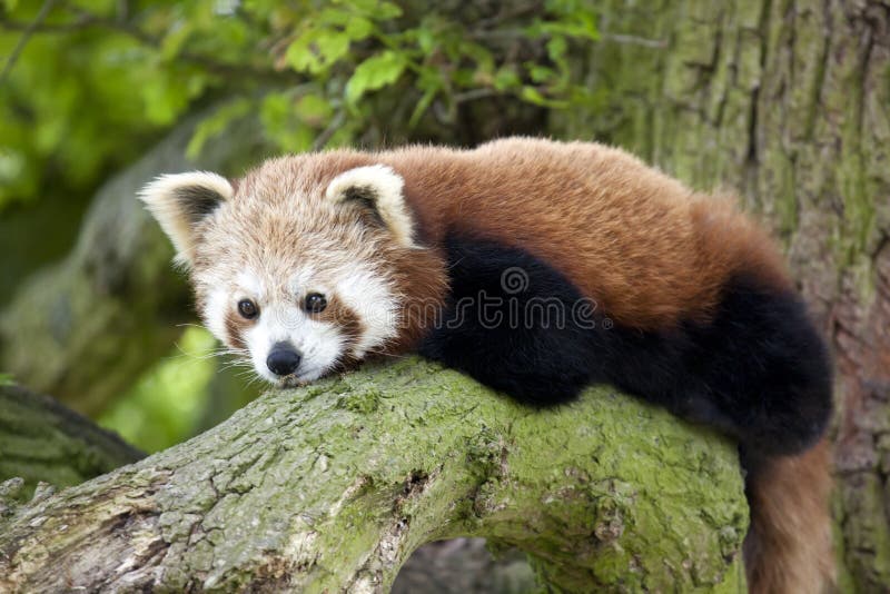 Rode Panda stock afbeelding. Image of zoölogie, boom - 54750977