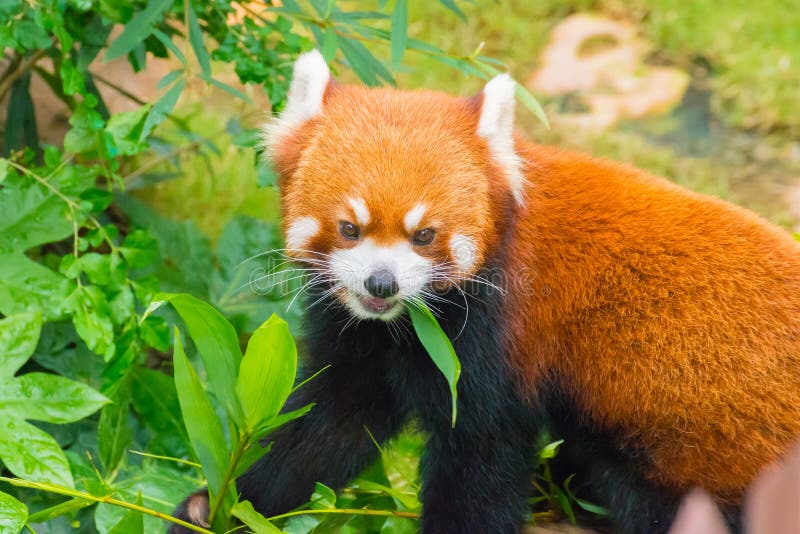 Rode Panda Die Het Blad Van Het Bamboe Eten Stock Afbeelding ...
