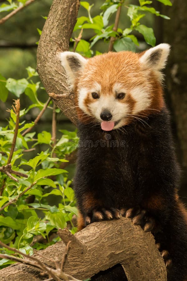 Rode panda stock afbeelding. Image of park, huisdier - 93040825