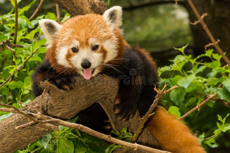 Rode panda stock afbeelding. Image of park, huisdier - 93040825
