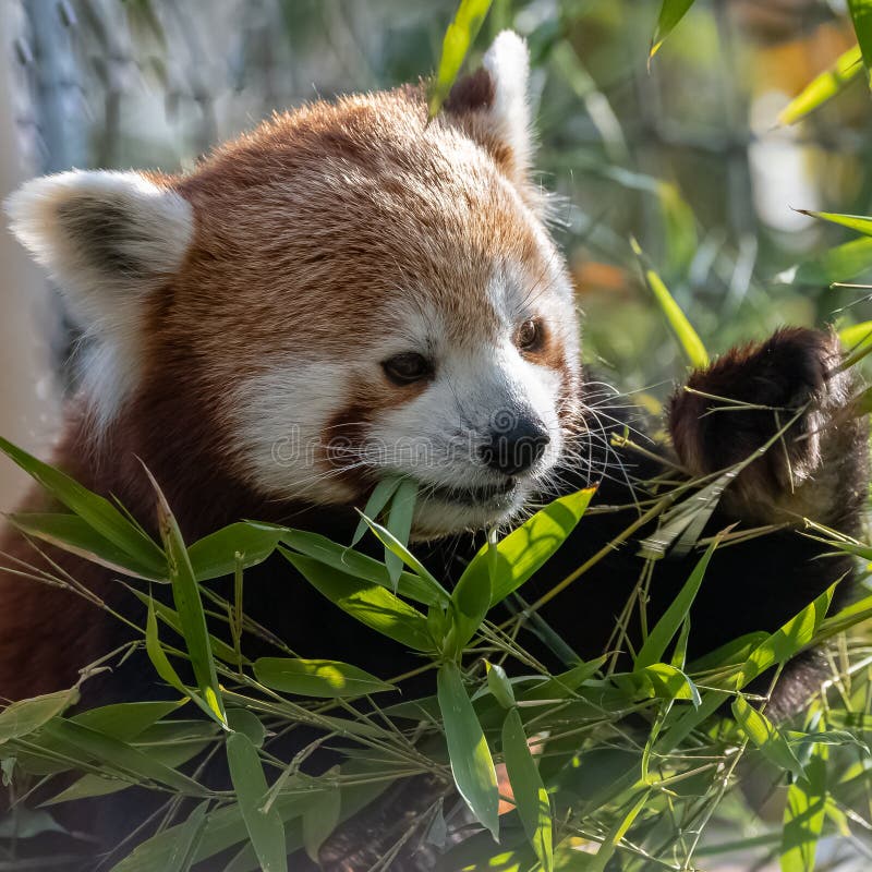 Rode panda stock foto. Image of dier, baby, park, haar - 143723022