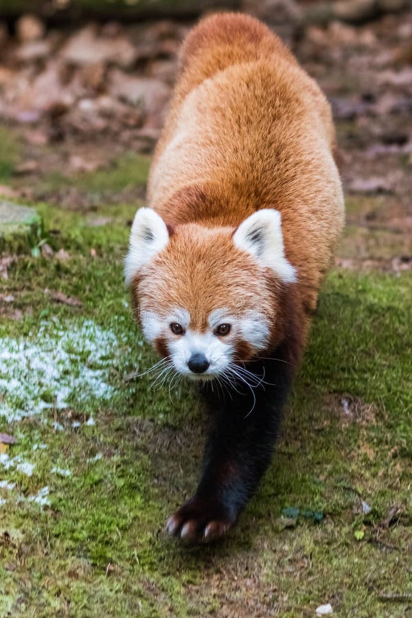 Rode Panda Die in Het Bos Lopen Stock Afbeelding - Image of ...