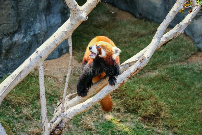 Rode Panda Die Op Boom Beklimmen Stock Foto - Image of behendig, mooi ...