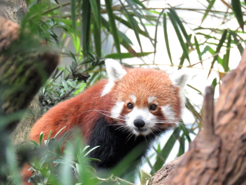 Rode Panda Kijkt Uit Naar De Wereld Stock Foto - Image of rood ...