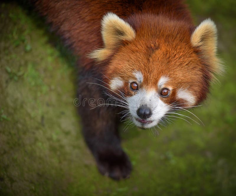 Rode Panda Kijkt Uit Naar De Wereld Stock Foto - Image of rood ...