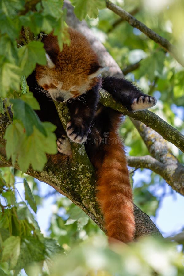 Rode Panda Slaapt Luidop in Een Boom Van De Ouwehands Dierentuin in ...