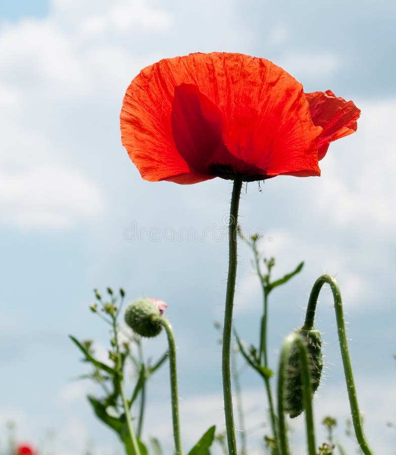 Rode papavers stock foto. Image of gekleurd, landbouw - 14444776