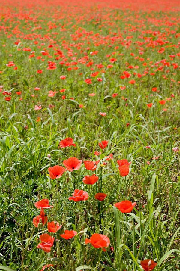 Rode Papavers Die Wildernis Kweken Stock Afbeelding - Image of papaver ...