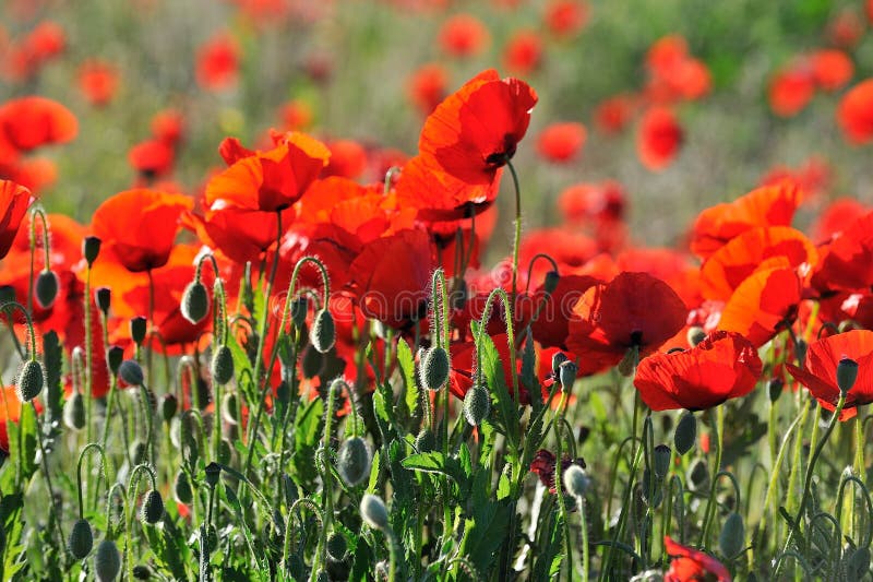 Rode klaprozen op een veld stock foto. Image of bloem - 5073844