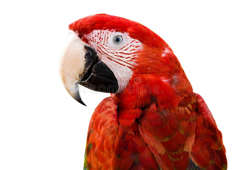 Rode papegaai stock foto. Image of rood, vogel, profiel - 13534778