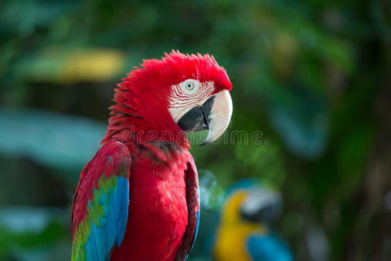 Papegaai - Rood-Blauwe Ara stock foto. Image of everglade - 26447224