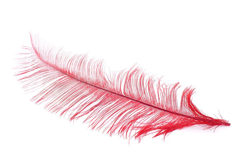 Rode pluim stock foto. Image of onzekerheidsfactor, toebehoren - 18812128