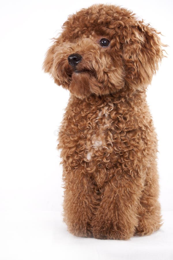 Hond - Poedel stock afbeelding. Image of bruin, grooming - 48211525